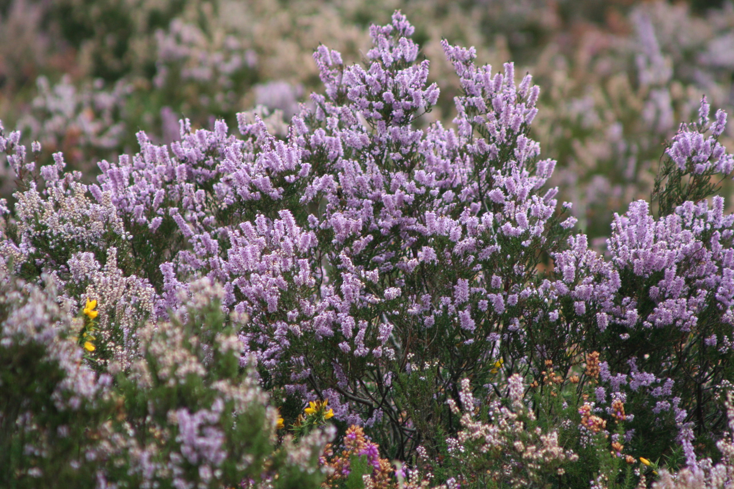 Propiedades Miel de Calluna | Miel LAPUELA