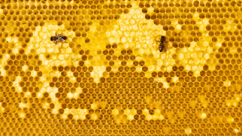 Descubre los beneficios de la cera de abeja | Miel de LAPUELA