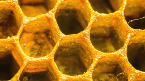 Descubre los beneficios de la cera de abeja | Miel de LAPUELA